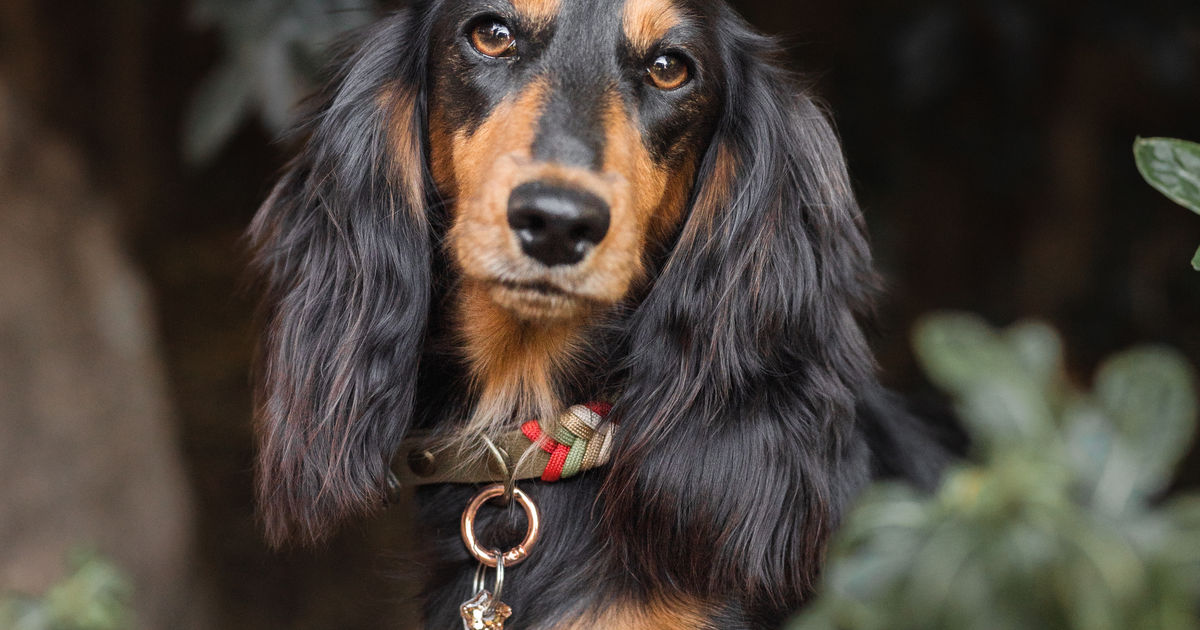Long Dog Squad Miniature Dachshunds, responsible breeder in Queensland ...