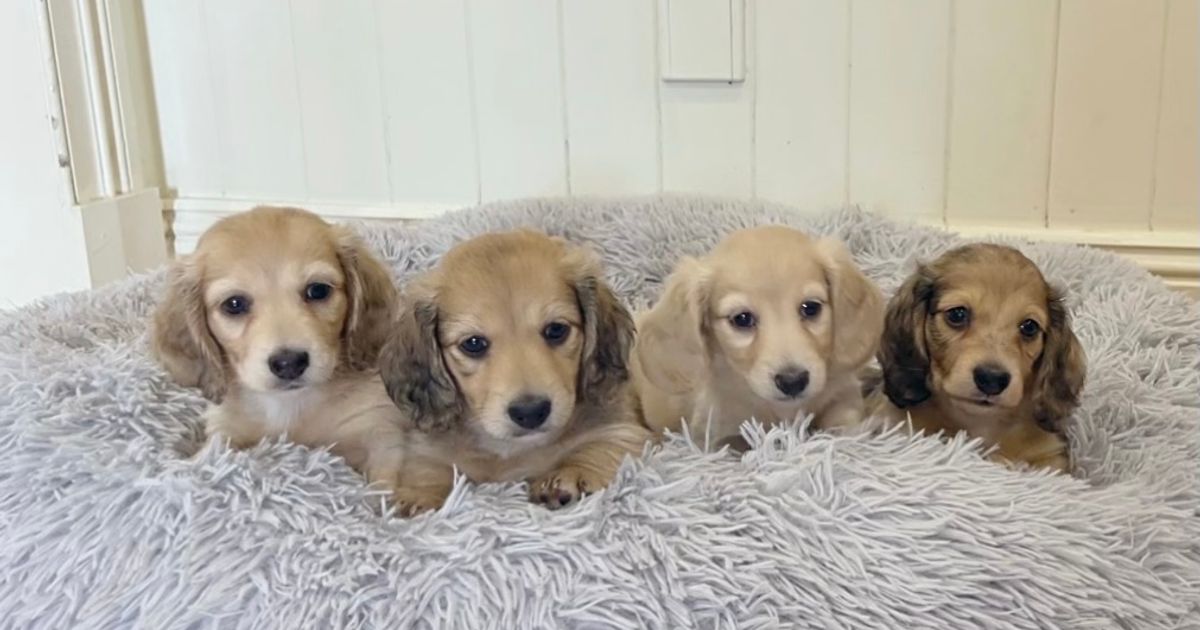 Long Dog Squad Miniature Dachshunds, responsible breeder in Queensland ...