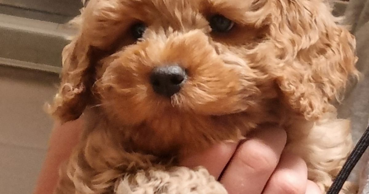 Ruby & Millie Cavoodles pups and studding - Facebook page, responsible breeder in Victoria ...