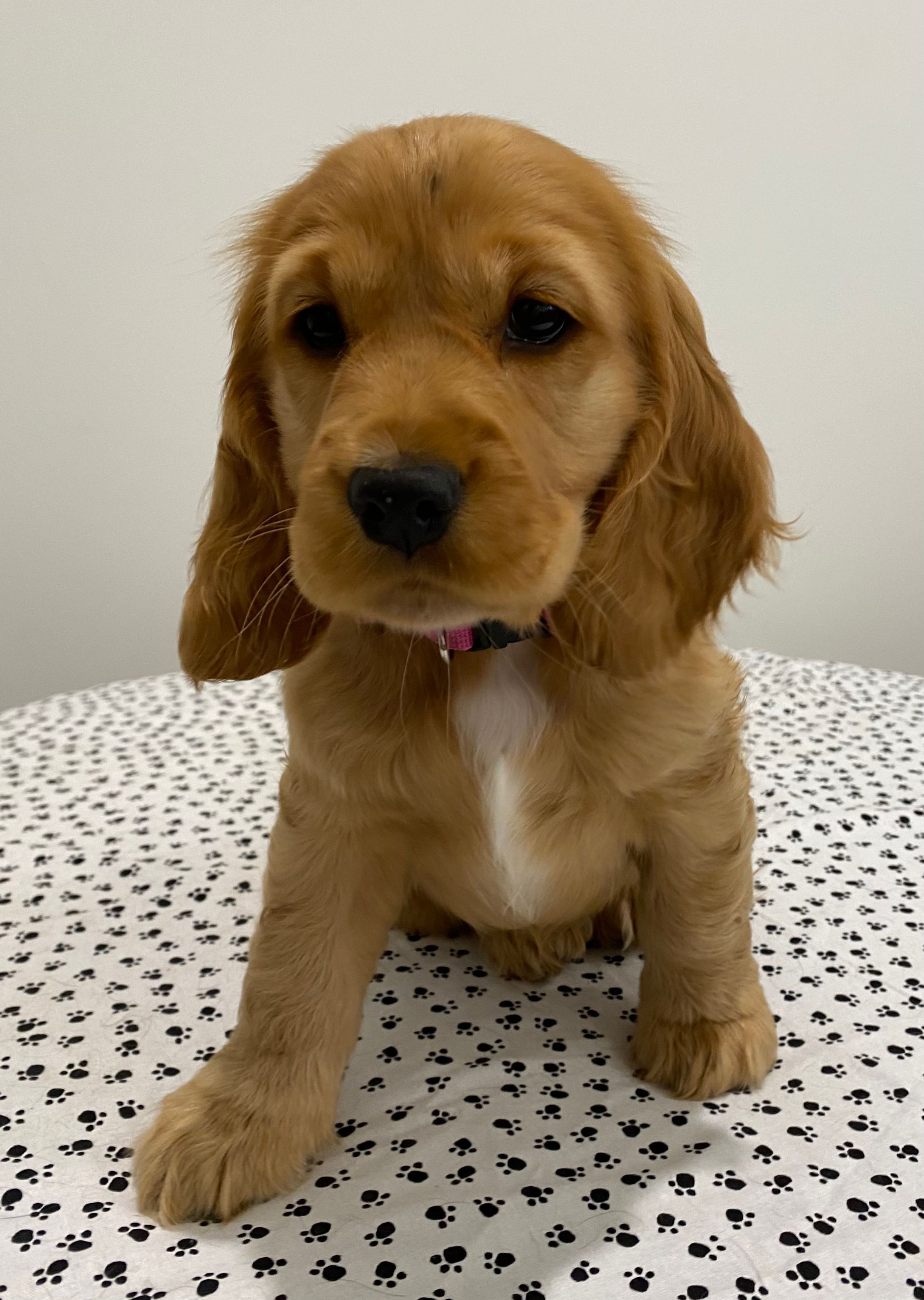 Roslyn Cocker Spaniels, responsible breeder in Victoria - RightPaw