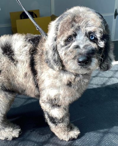 Teddy Bear Groodles and Australian Bernedoodles of Australia ...