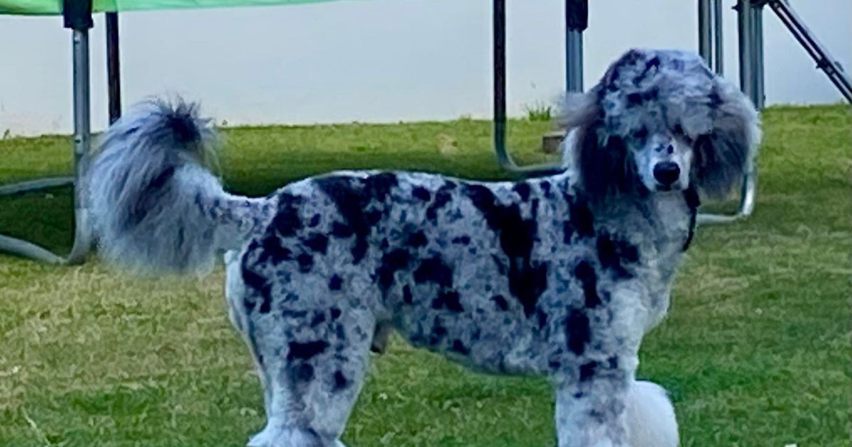 Teddy Bear Groodles and Standard Poodles Australia, responsible breeder ...