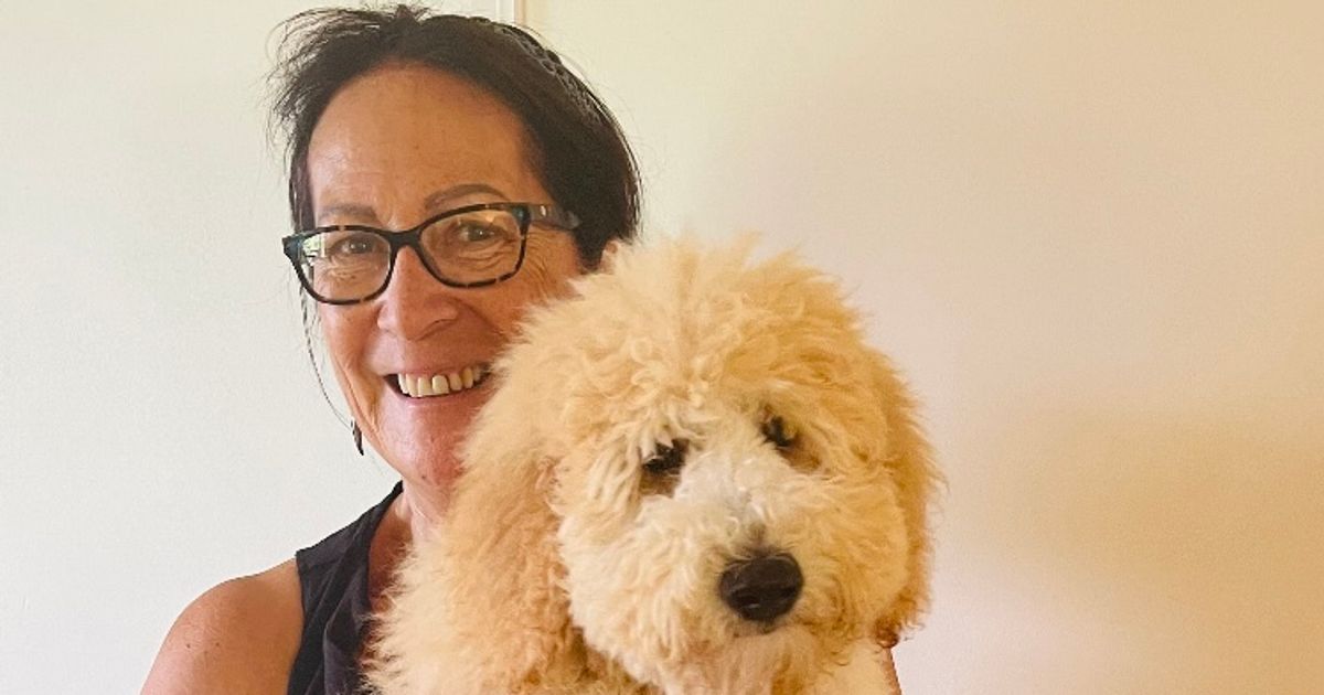 Teddy Bear Groodles and Standard Poodles Australia, responsible breeder ...