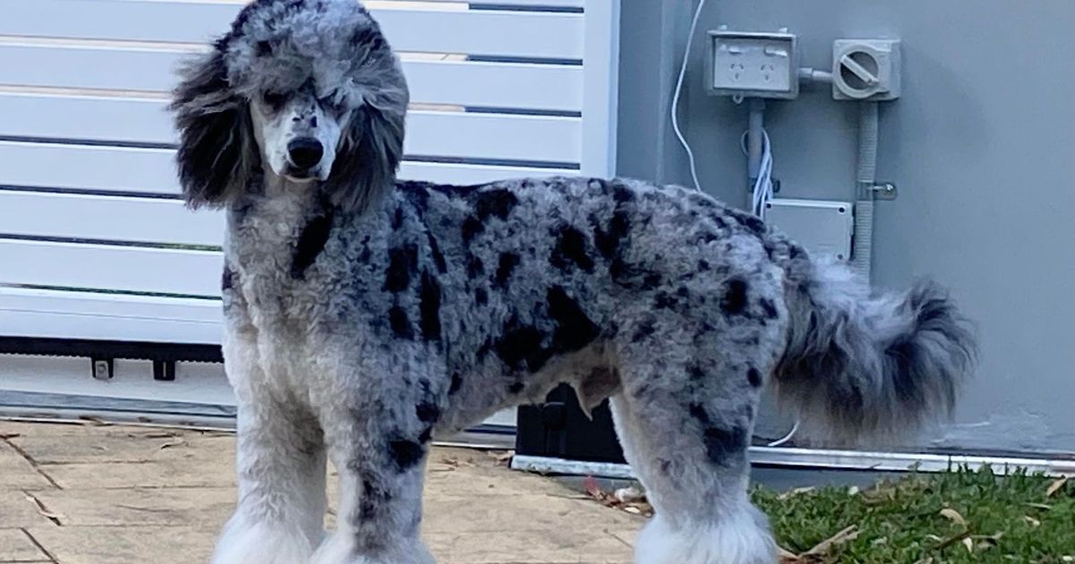 Teddy Bear Groodles and Standard Poodles Australia, responsible breeder ...