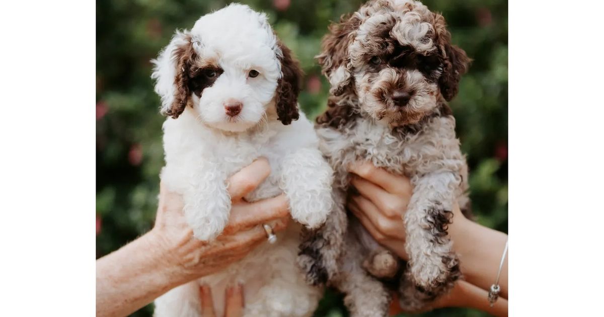 Kaya Moon Oodles - Cavoodles, responsible breeder in Western Australia ...