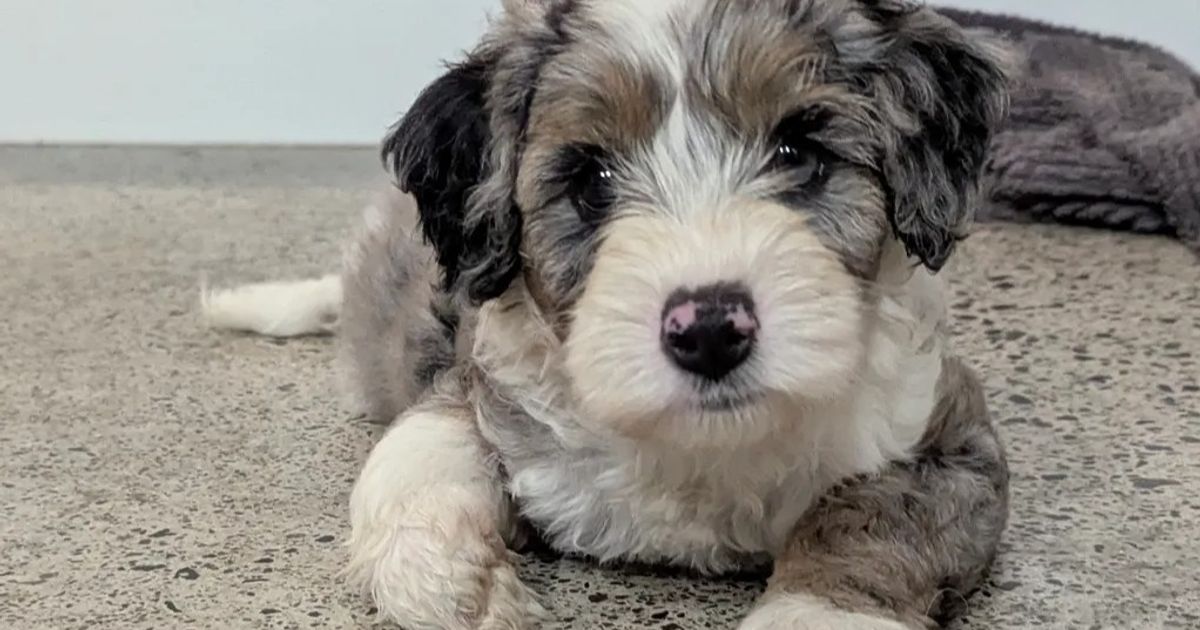 Crossing Borders Bordoodles, responsible breeder in Queensland - RightPaw