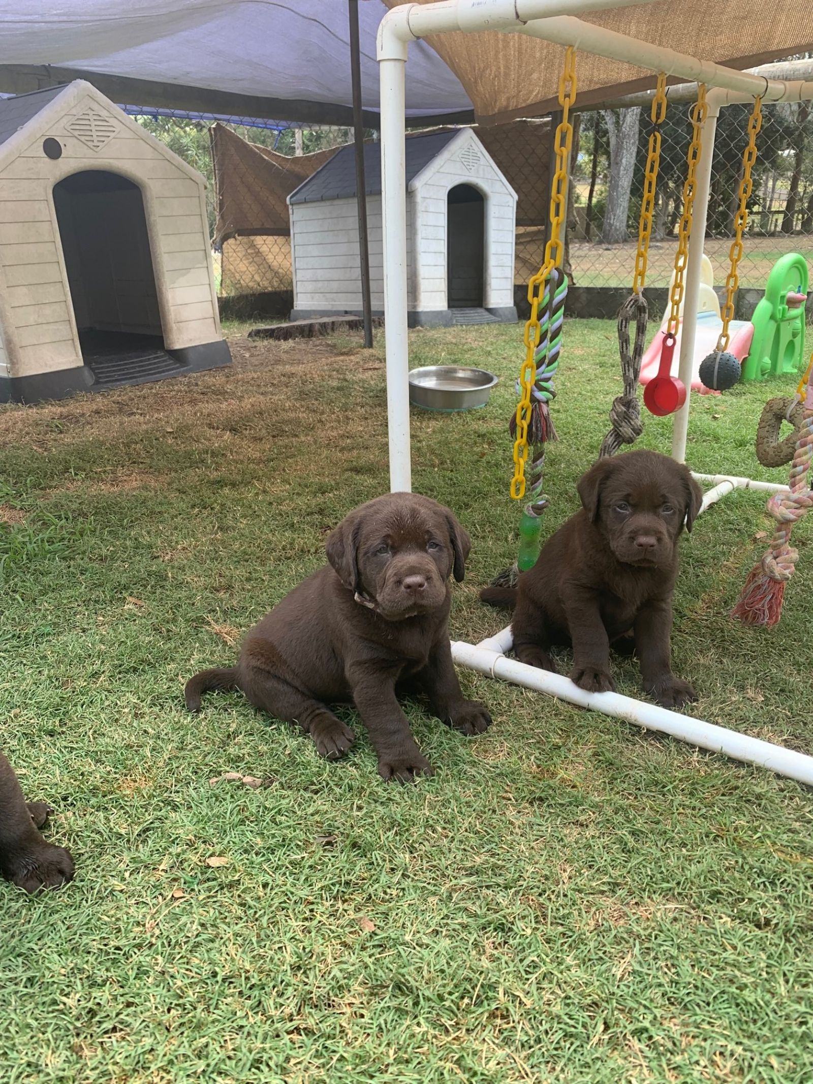 Marsagan Labradors (ANKC/Dogs QLD), responsible breeder in Queensland ...