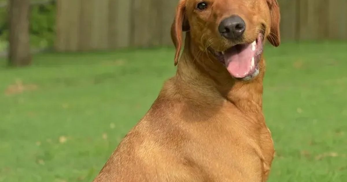 Marsagan Labradors (ANKC/Dogs QLD), responsible breeder in Queensland ...