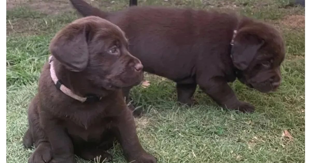 Marsagan Labradors (ANKC/Dogs QLD), responsible breeder in Queensland ...