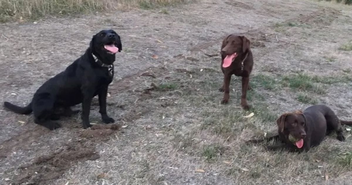 Marsagan Labradors (ANKC/Dogs QLD), responsible breeder in Queensland ...