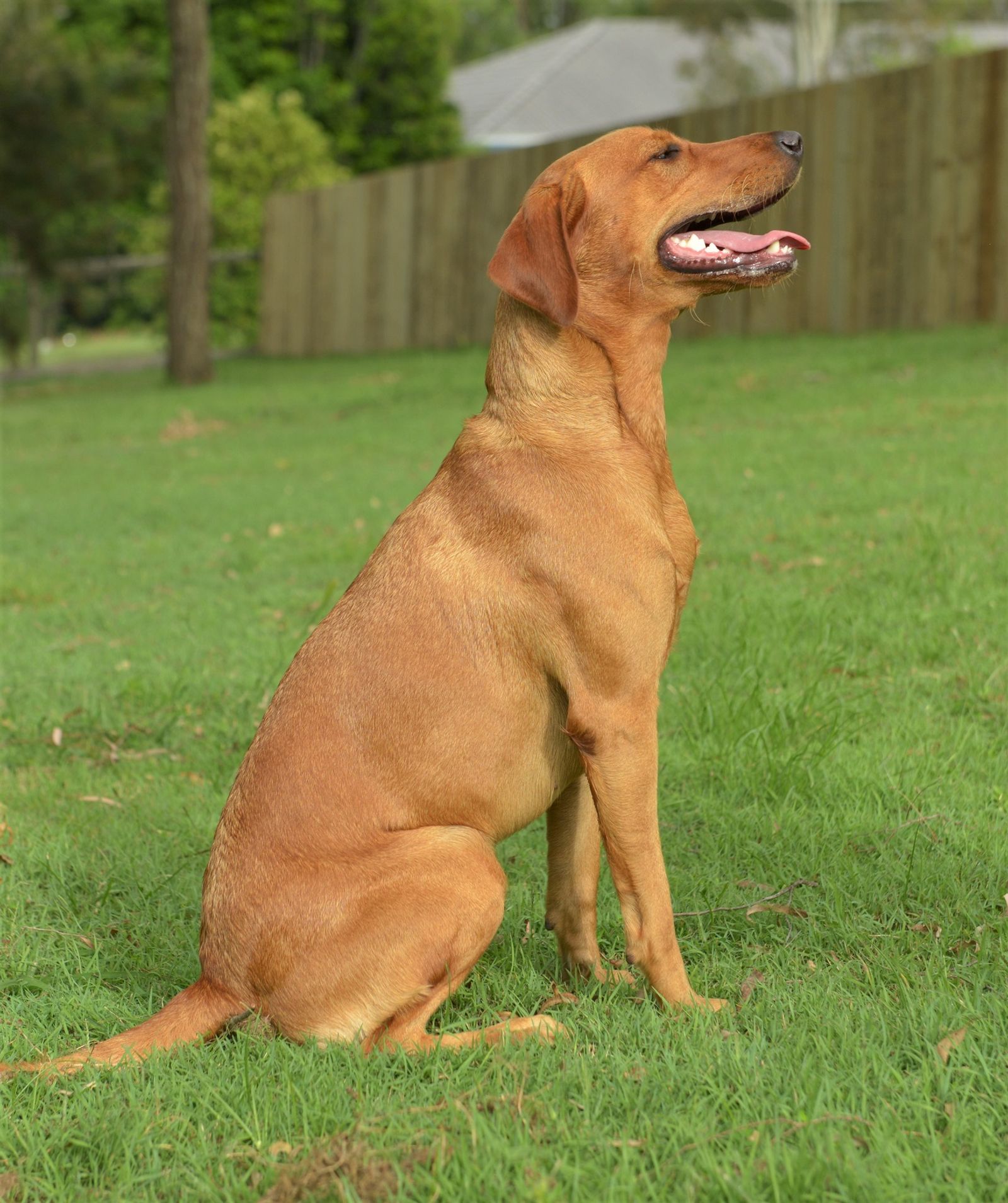 Marsagan Labradors (ANKC/Dogs QLD), responsible breeder in Queensland ...