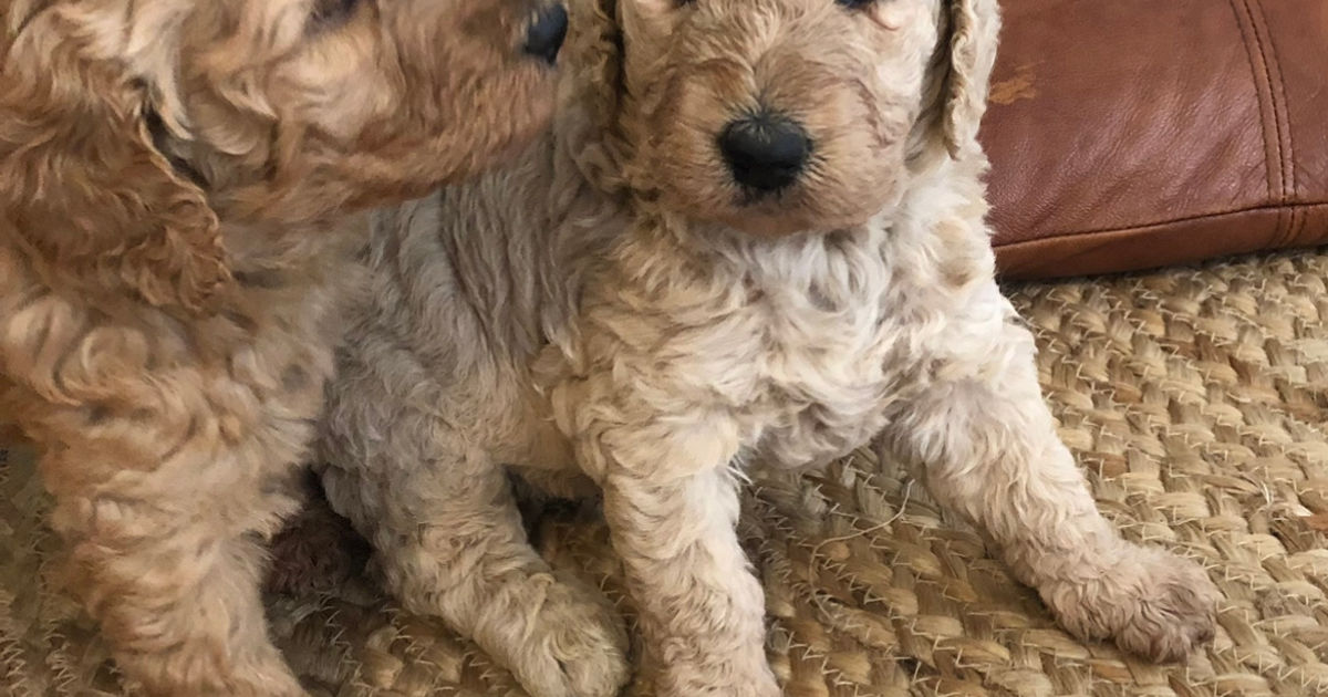 Golden Groodles, responsible breeder in Western Australia - RightPaw