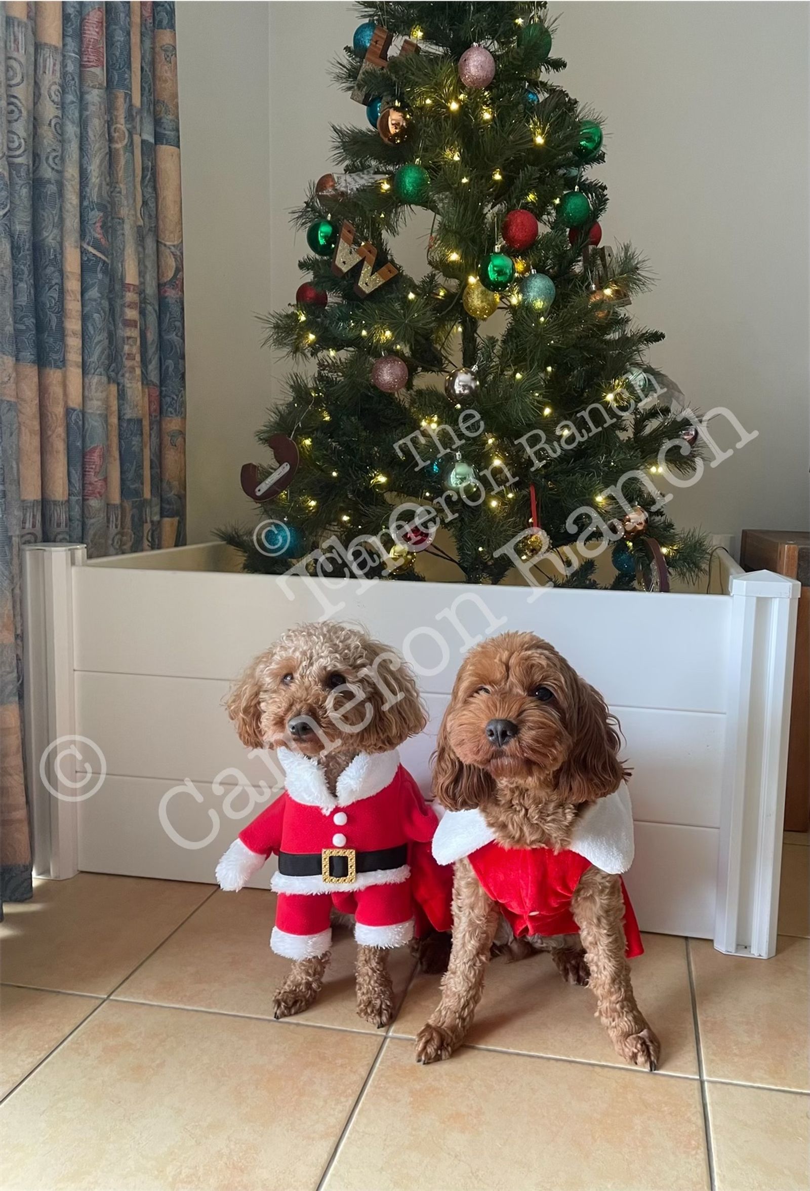 The Cameron Ranch - MDBA Theodores-Toy Cavoodles with papers ...