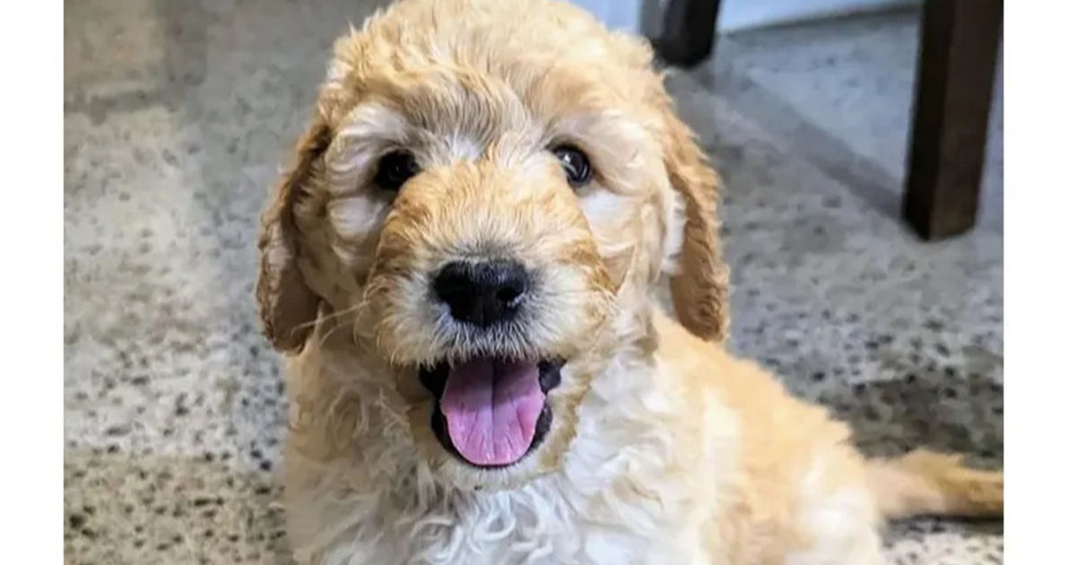 Crossing Borders Groodles, responsible breeder in Queensland - RightPaw