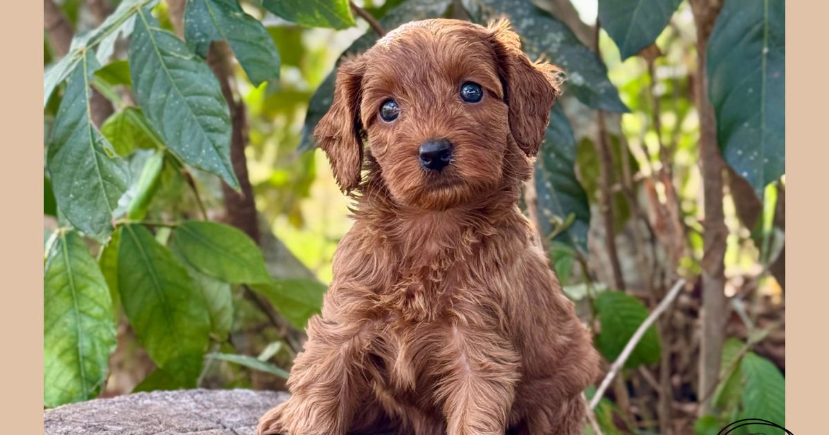 Oodles of Love - Cavoodles, responsible breeder in Queensland - RightPaw