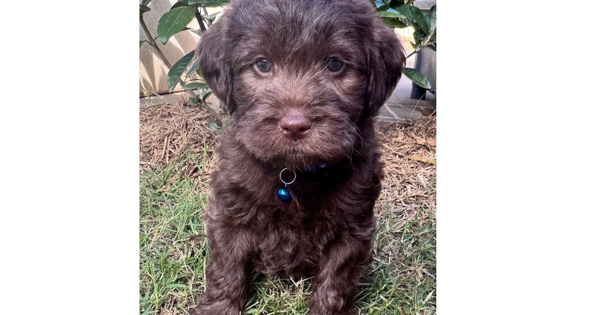 Little Paws Labradoodles, responsible breeder in Queensland - RightPaw