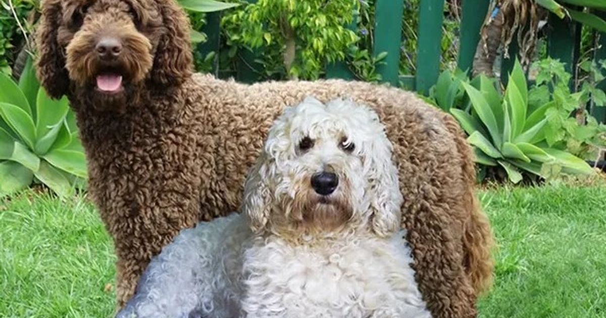 Off The Edge Labradoodles, responsible breeder in Western Australia ...