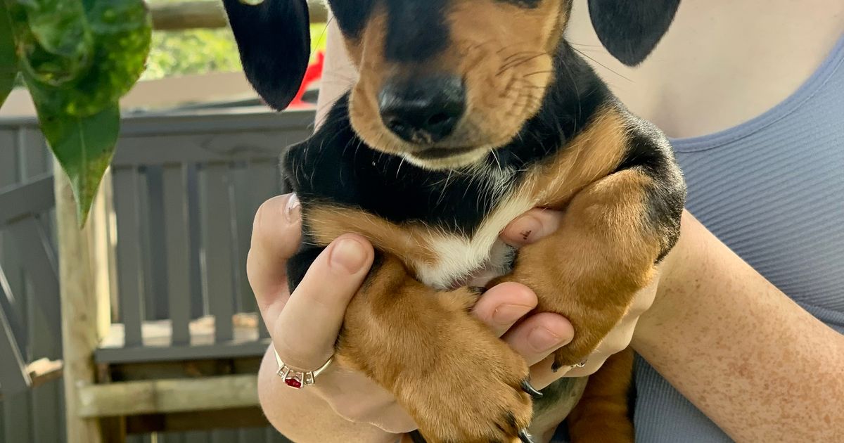 Happy Doxies, responsible breeder in Queensland - RightPaw