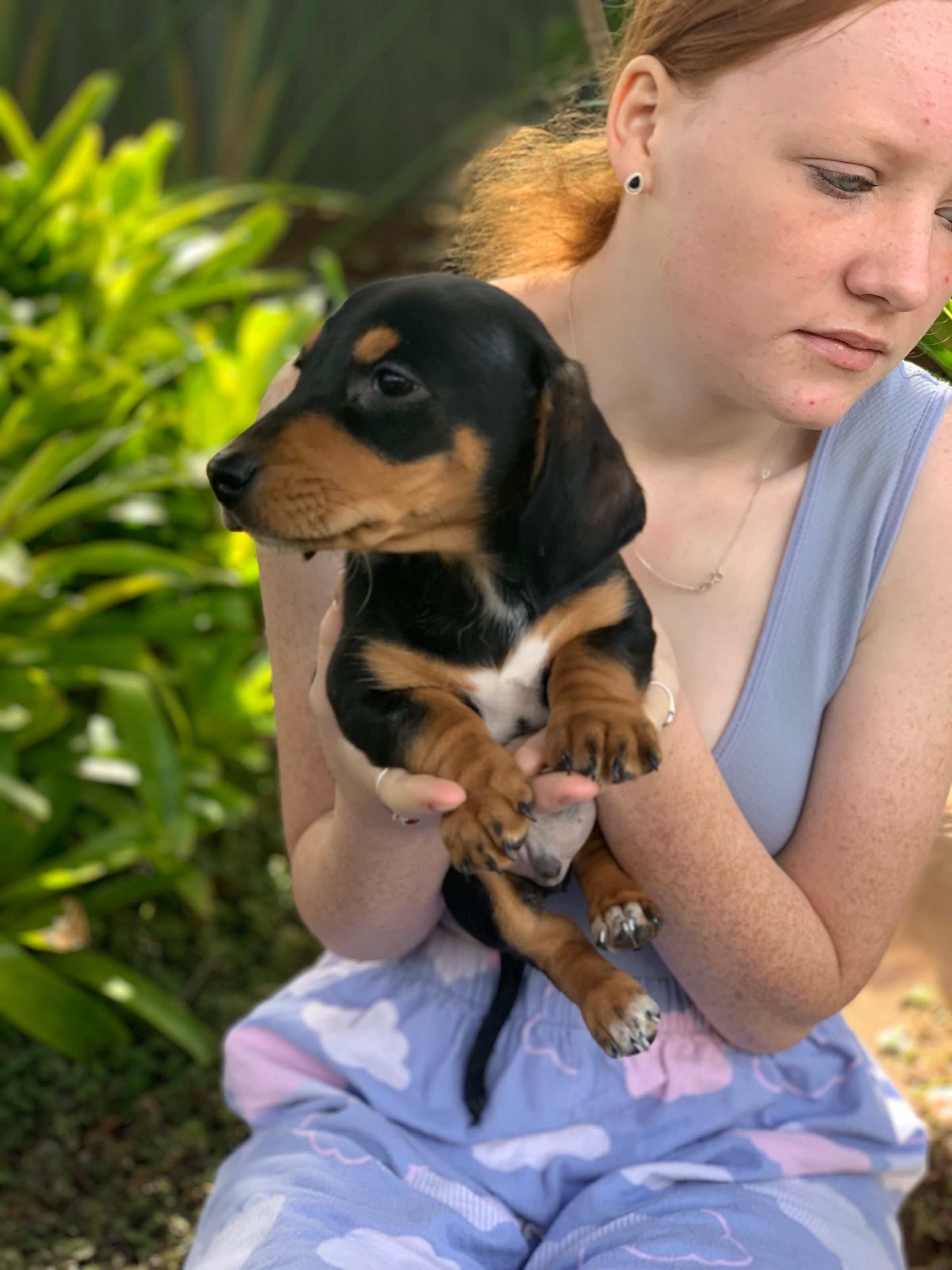 Happy Doxies, responsible breeder in Queensland - RightPaw