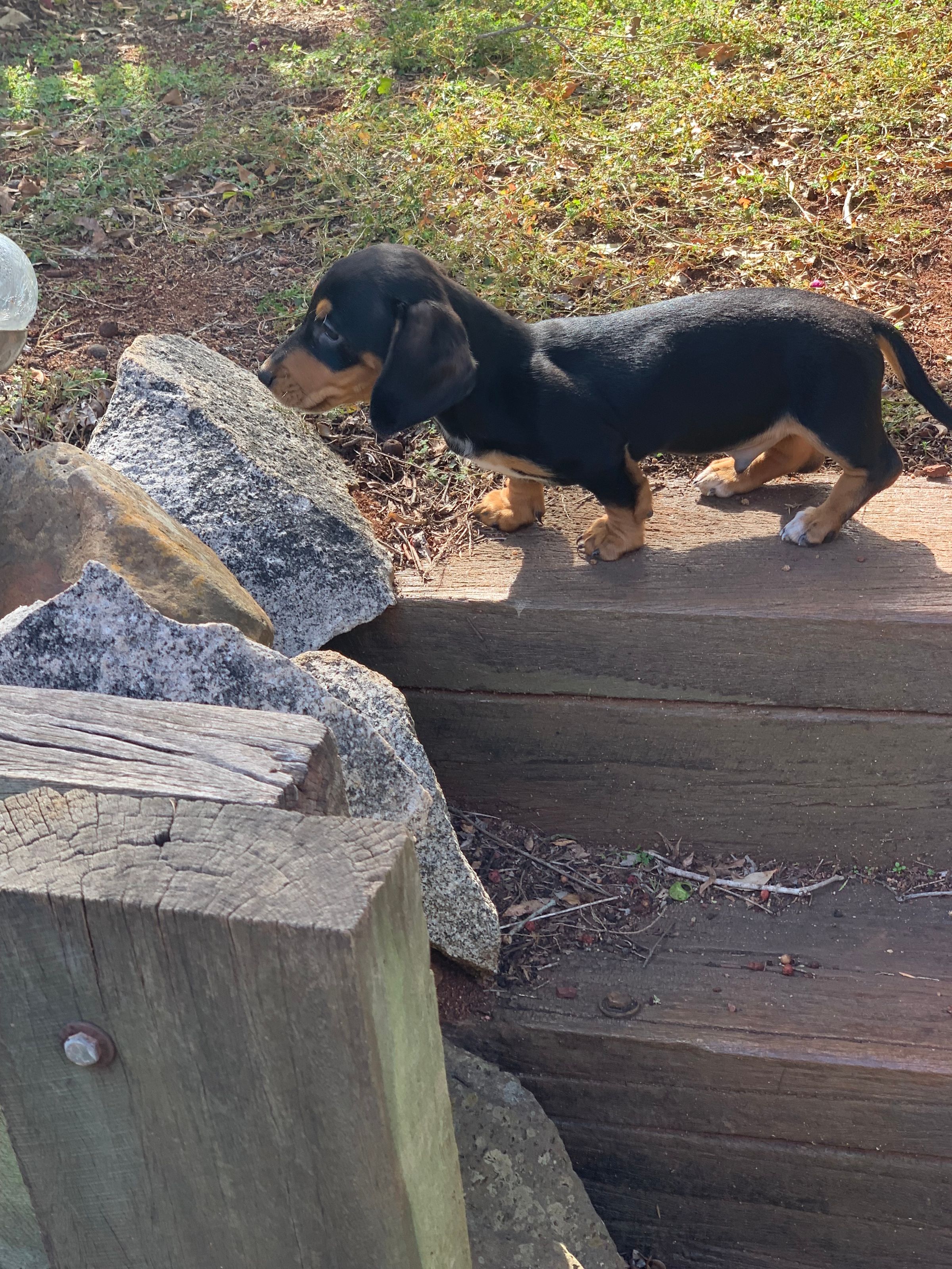 Happy Doxies, responsible breeder in Queensland - RightPaw