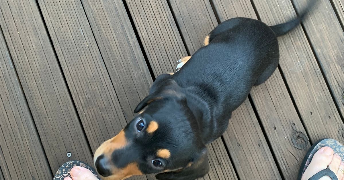 Happy Doxies, responsible breeder in Queensland - RightPaw