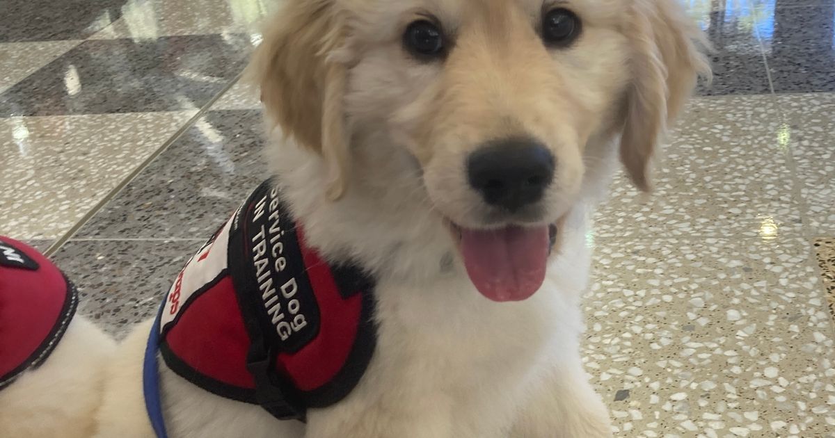Smart Pups Assistance Dogs Golden Retrievers, responsible breeder in ...