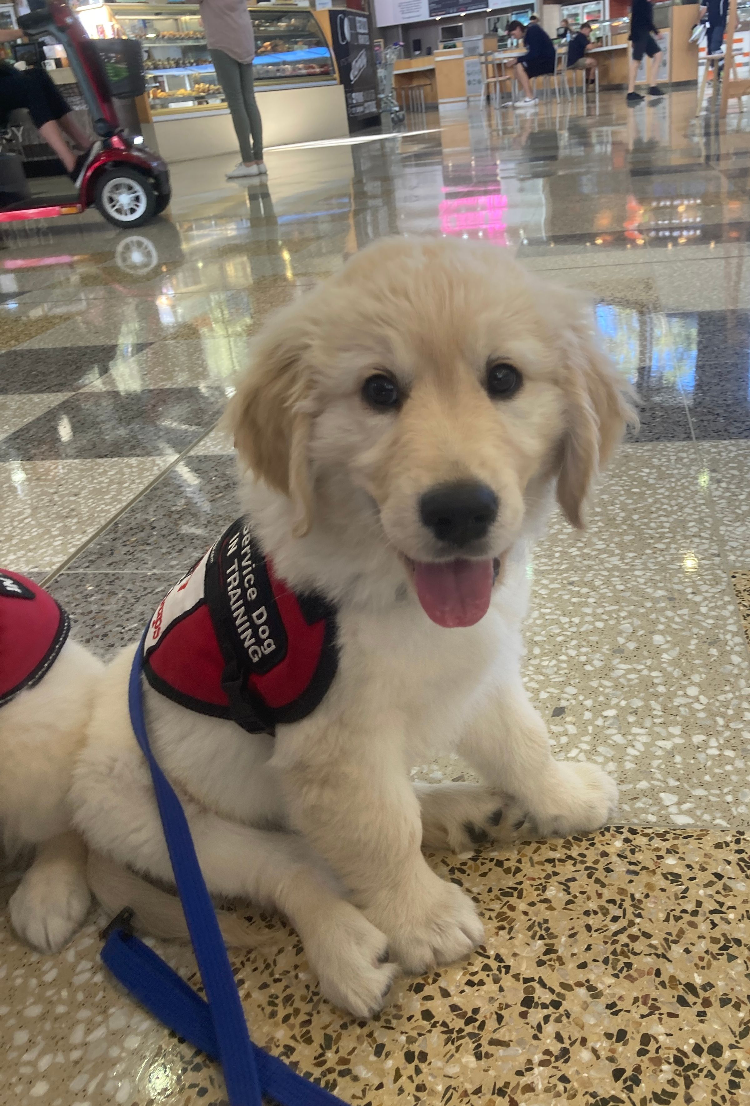 Smart Pups Assistance Dogs Golden Retrievers, responsible breeder in ...