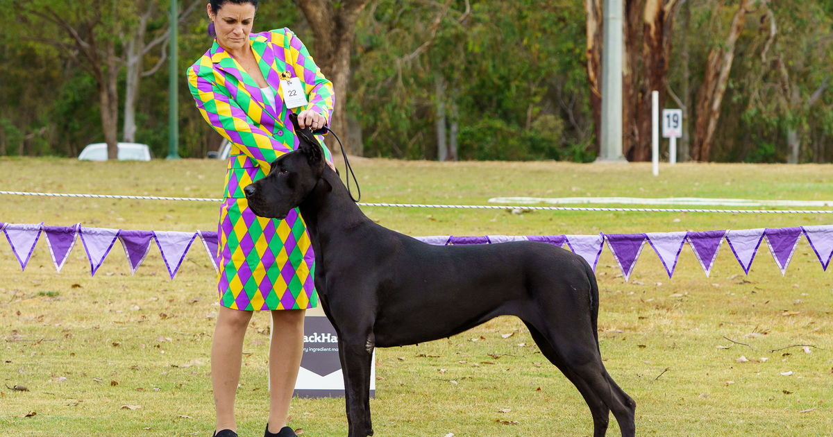 Homerdane Great Danes, responsible breeder in Queensland - RightPaw