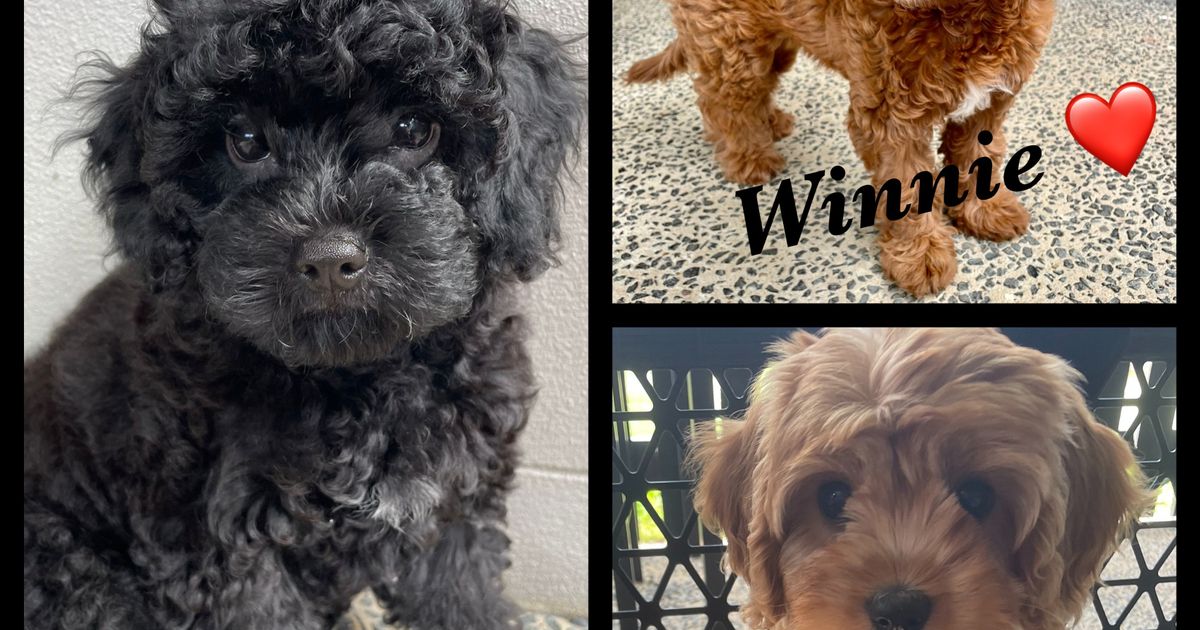 Ruby’s Cavoodles F2, responsible breeder in Queensland - RightPaw