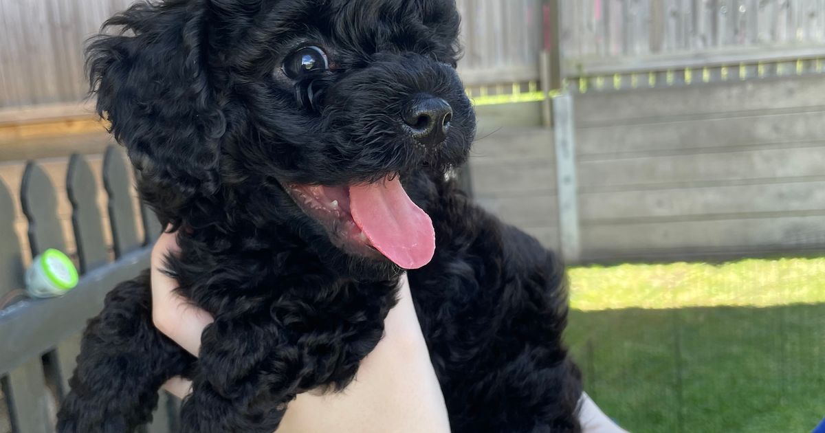 Ruby’s Cavoodles F2, responsible breeder in Queensland - RightPaw