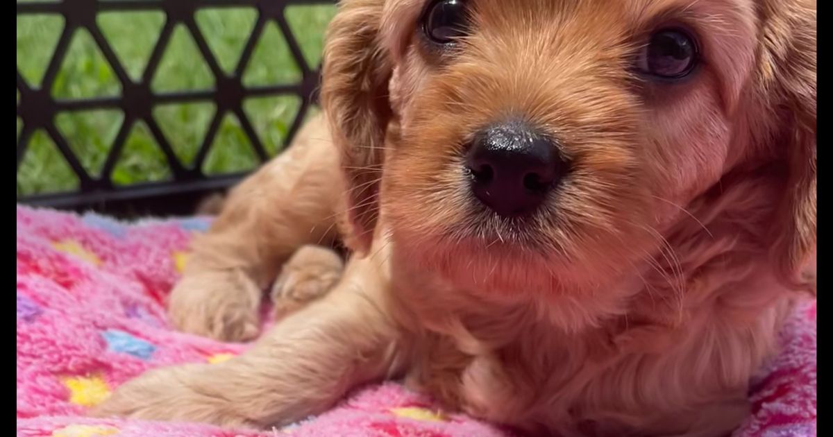 Ruby’s Cavoodles F2, responsible breeder in Queensland - RightPaw