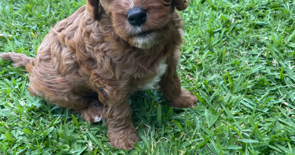 Ruby’s Cavoodles F2, responsible breeder in Queensland - RightPaw