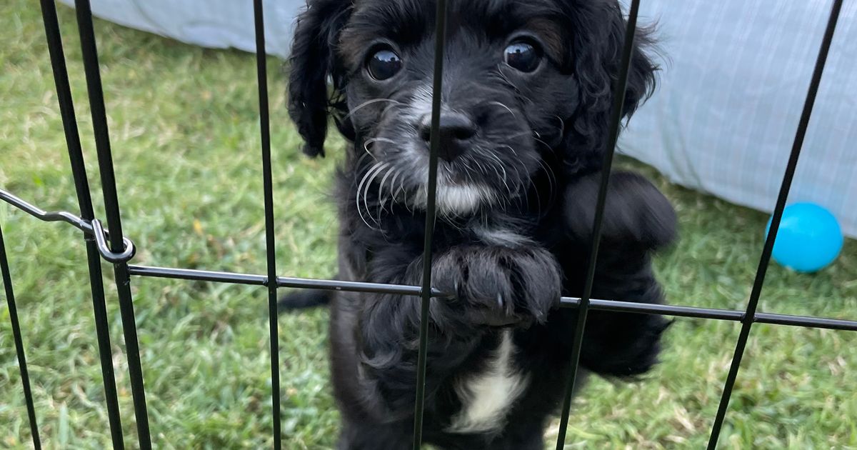 Ruby’s Cavoodles F2, responsible breeder in Queensland - RightPaw