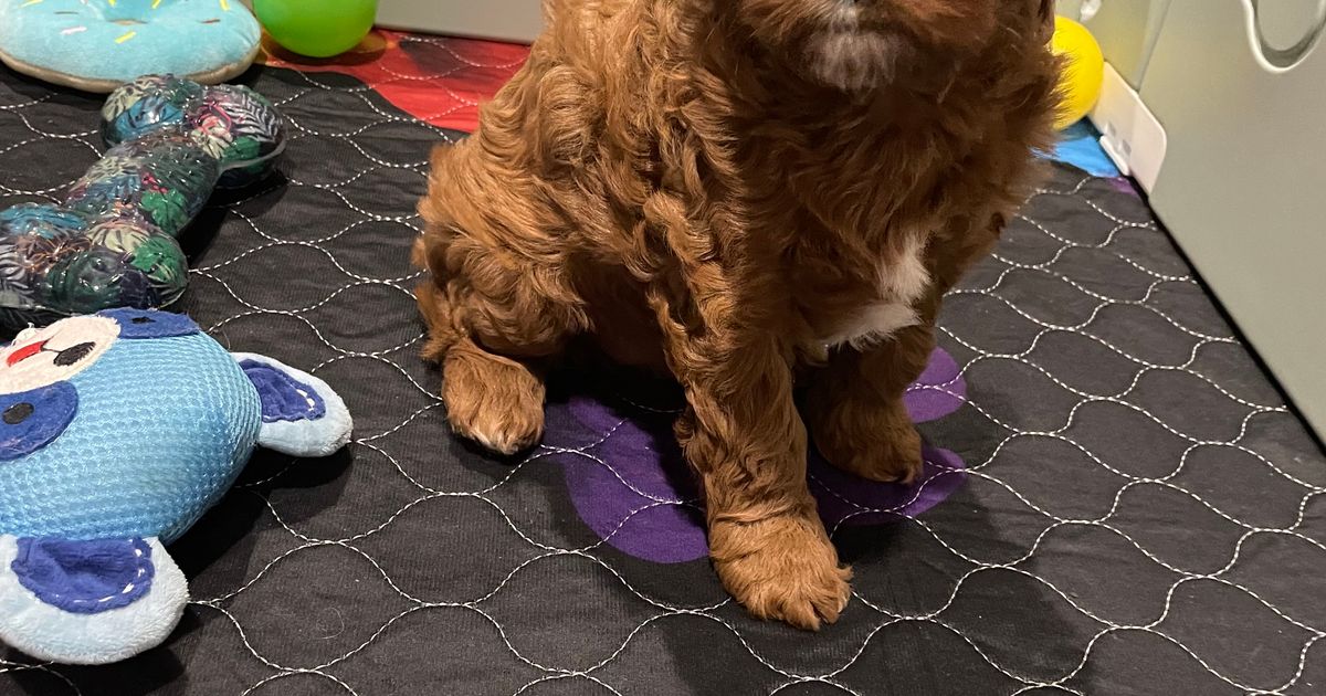 Ruby’s Cavoodles F2, responsible breeder in Queensland - RightPaw