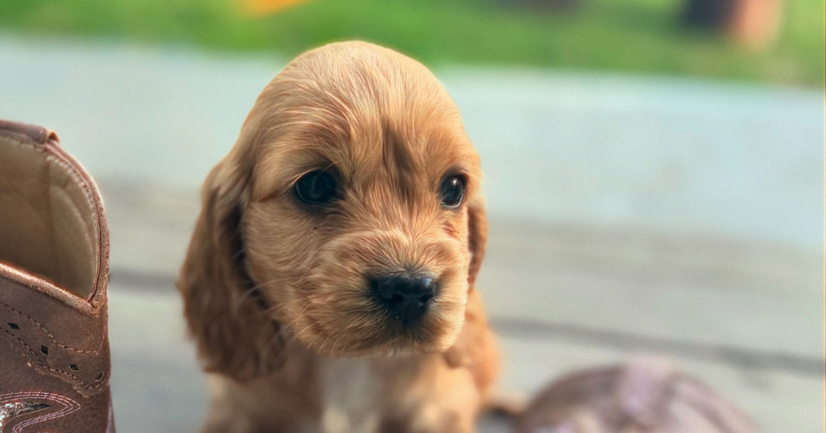 Ellejaypuppies Cocker Spaniels, responsible breeder in New South Wales ...