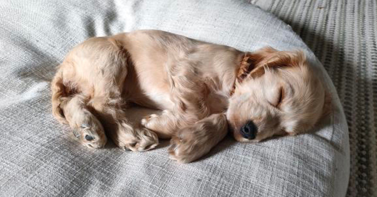 Ellejaypuppies Cocker Spaniels, responsible breeder in New South Wales ...