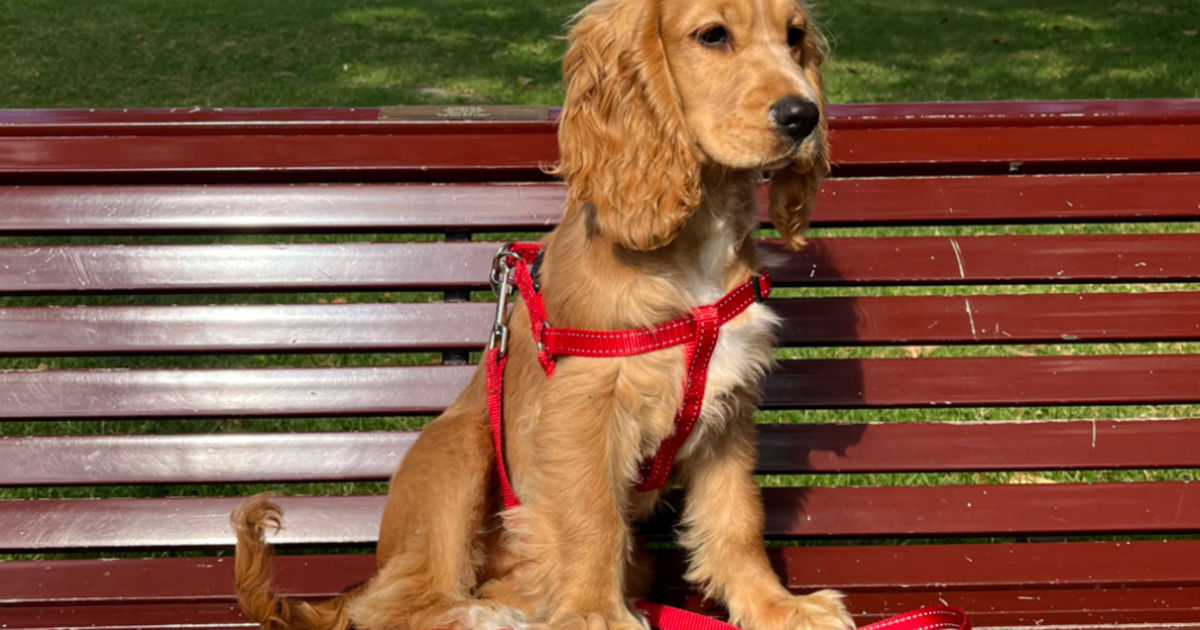 Ellejaypuppies Cocker Spaniels, responsible breeder in New South Wales ...