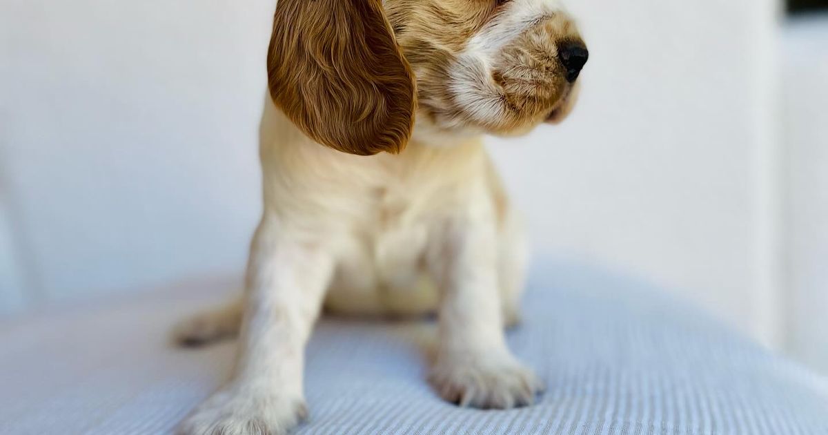 Ellejaypuppies Cocker Spaniels, responsible breeder in New South Wales ...
