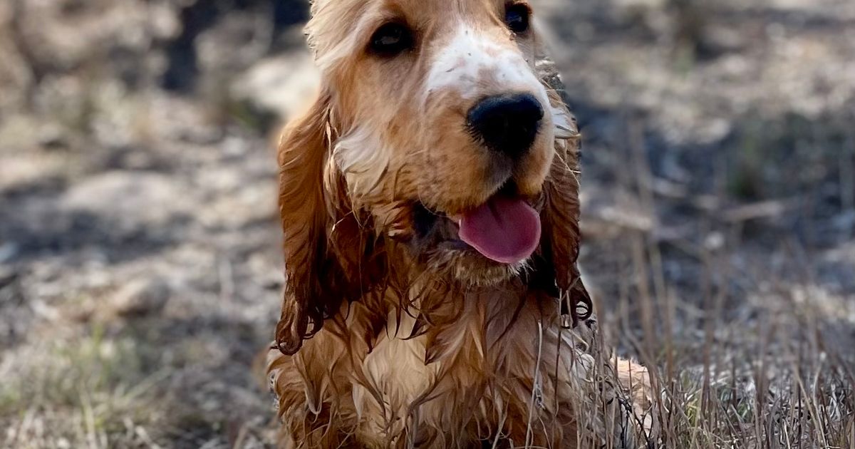 Ellejaypuppies Cocker Spaniels, responsible breeder in New South Wales ...