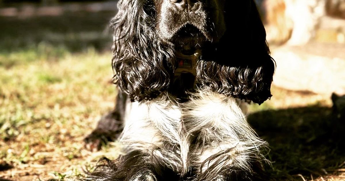 Ellejaypuppies Cocker Spaniels, responsible breeder in New South Wales ...