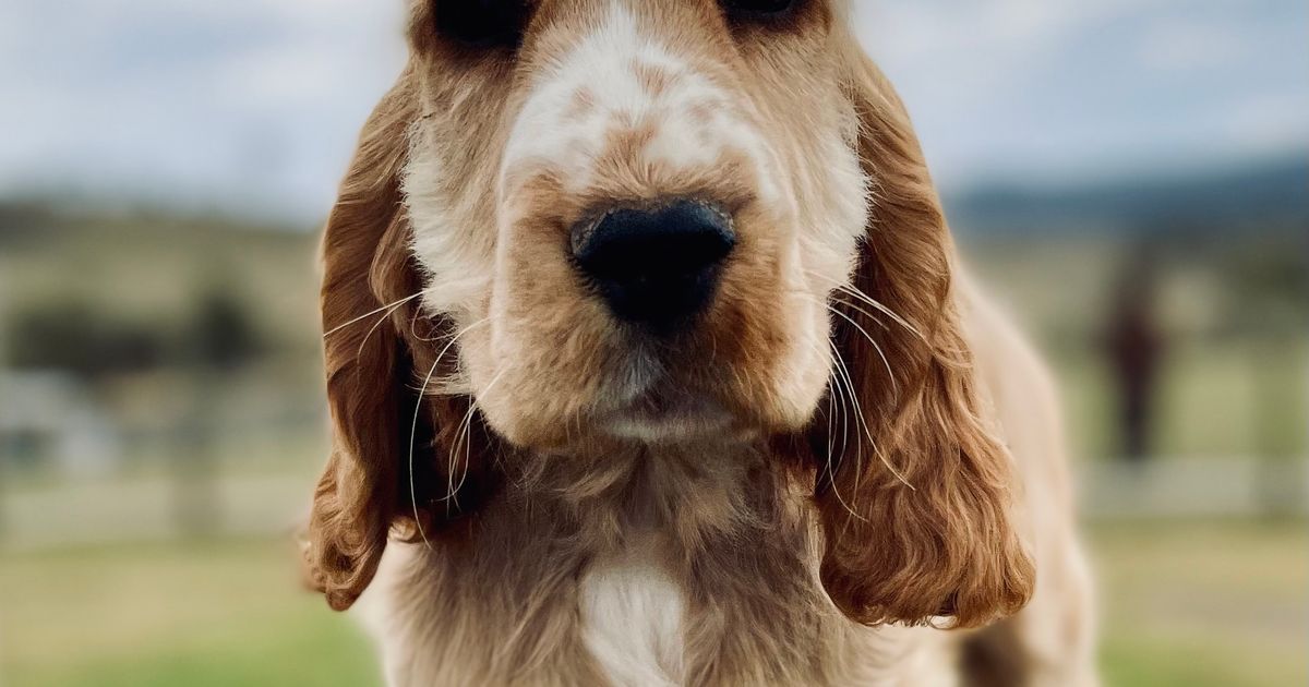 Ellejaypuppies Cocker Spaniels, responsible breeder in New South Wales ...