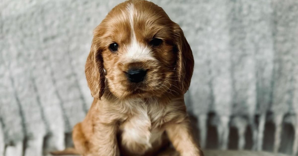 Ellejaypuppies Cocker Spaniels, responsible breeder in New South Wales ...