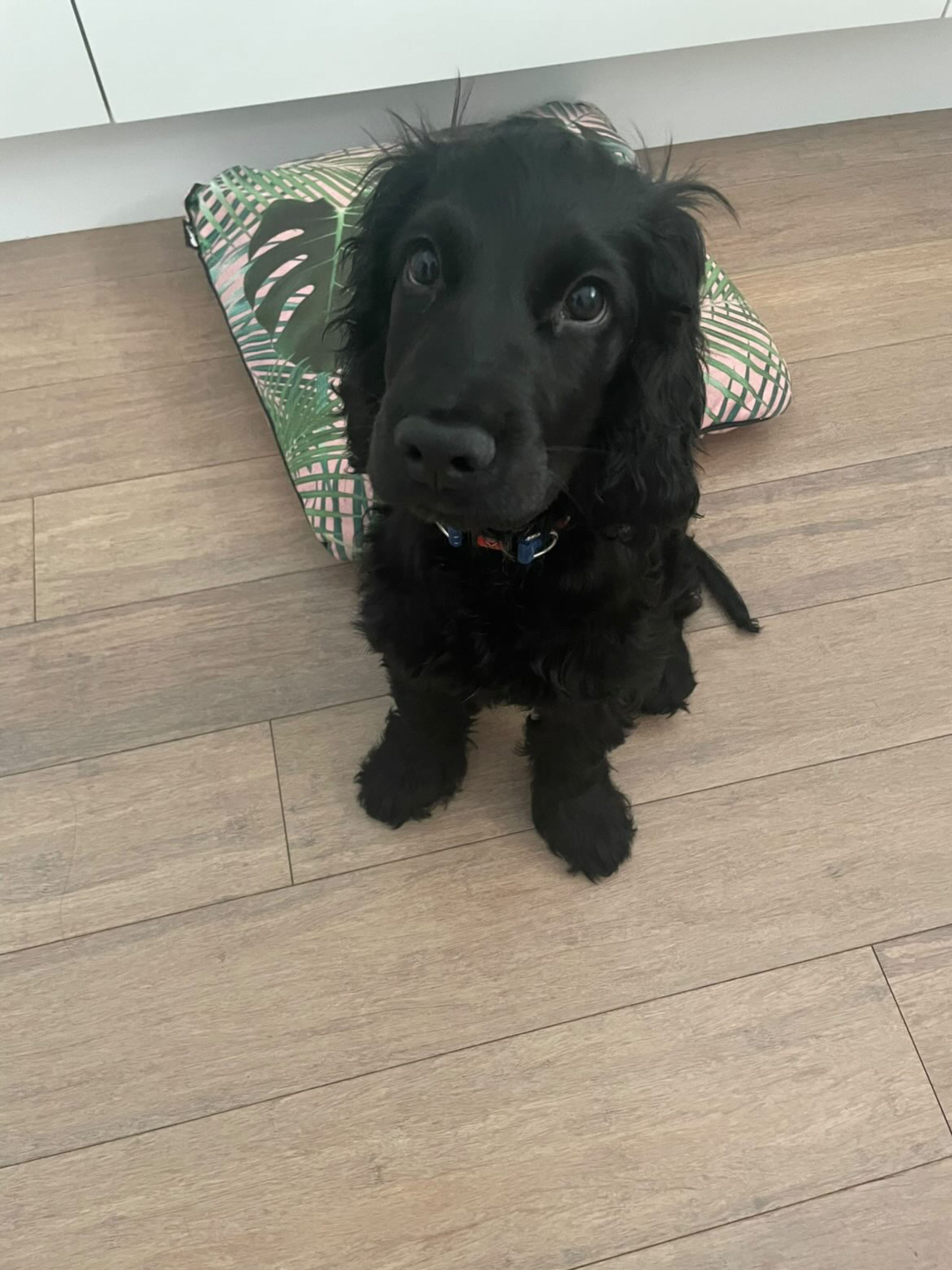 Ellejaypuppies Cocker Spaniels, responsible breeder in New South Wales ...