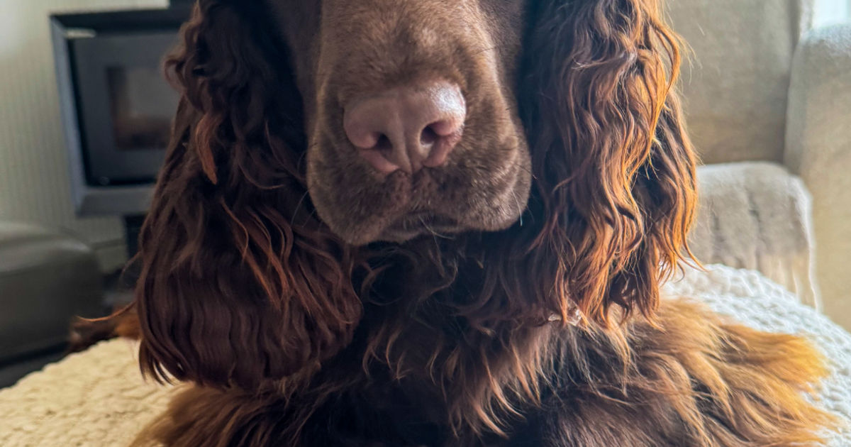 Ellejaypuppies Cocker Spaniels, responsible breeder in New South Wales ...
