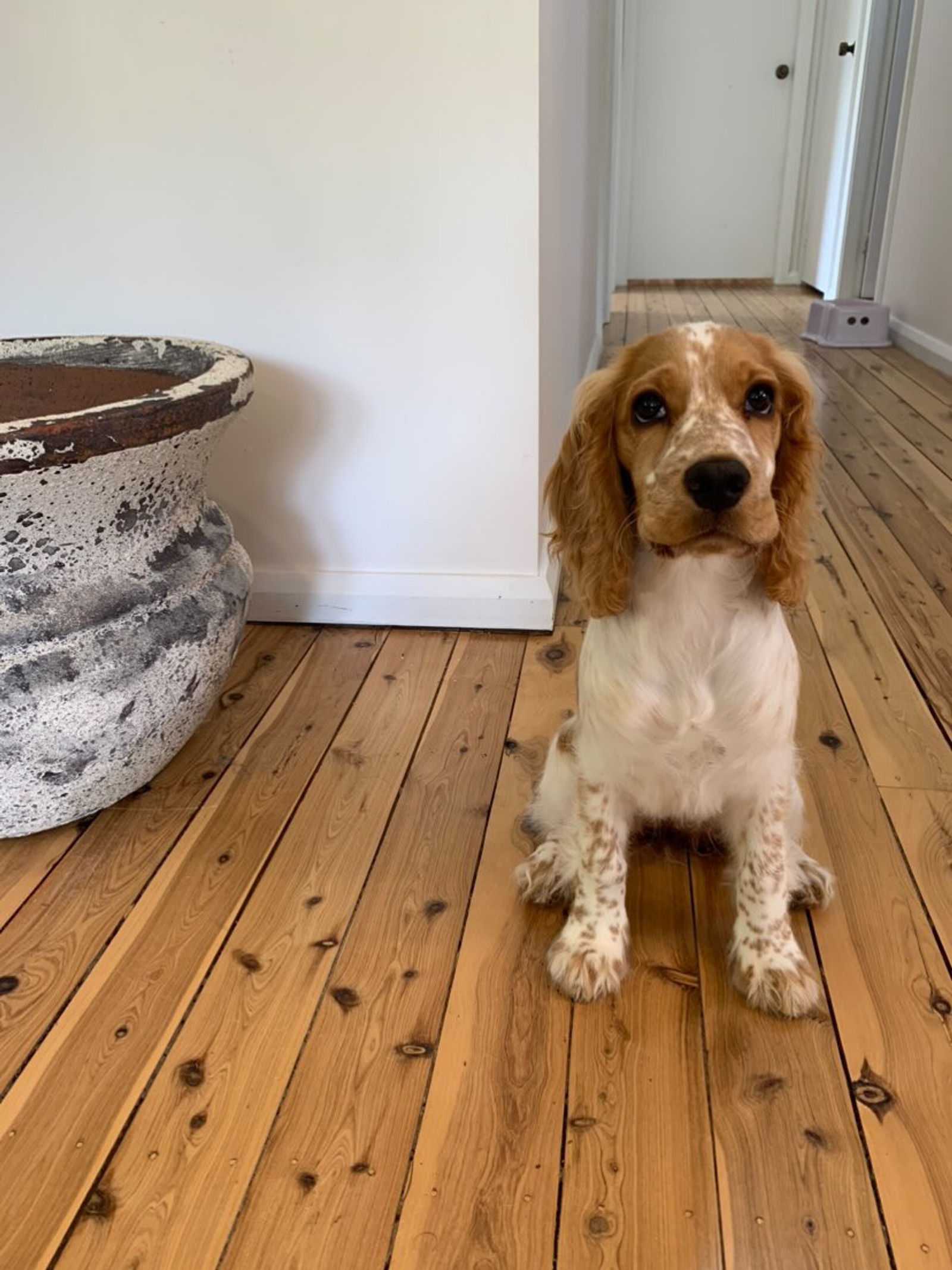 Ellejaypuppies Cocker Spaniels, responsible breeder in New South Wales ...