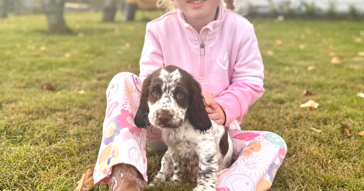 Ellejaypuppies Cocker Spaniels, responsible breeder in New South Wales ...