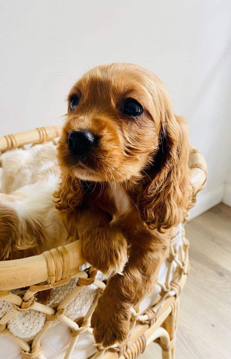 Ellejaypuppies Cocker Spaniels, responsible breeder in New South Wales ...