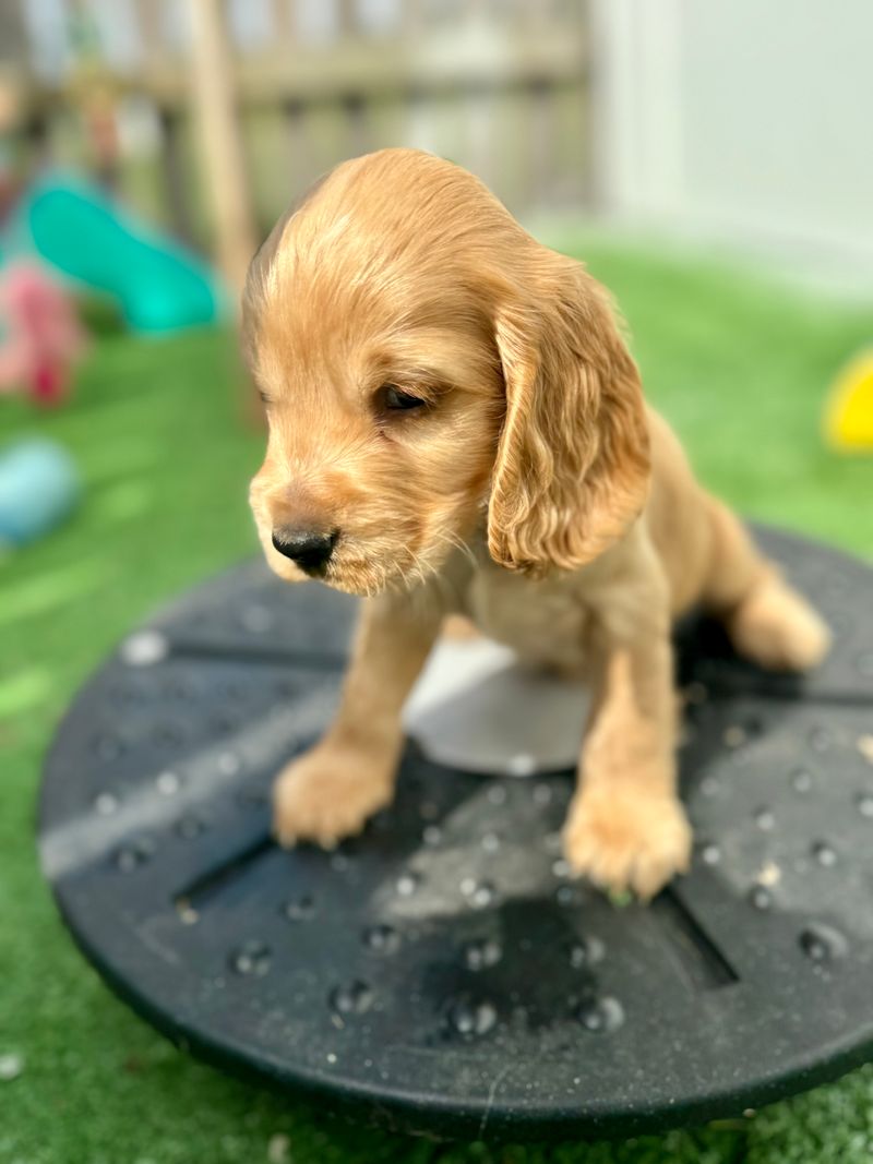 Ellejaypuppies Cocker Spaniels, responsible breeder in New South Wales ...