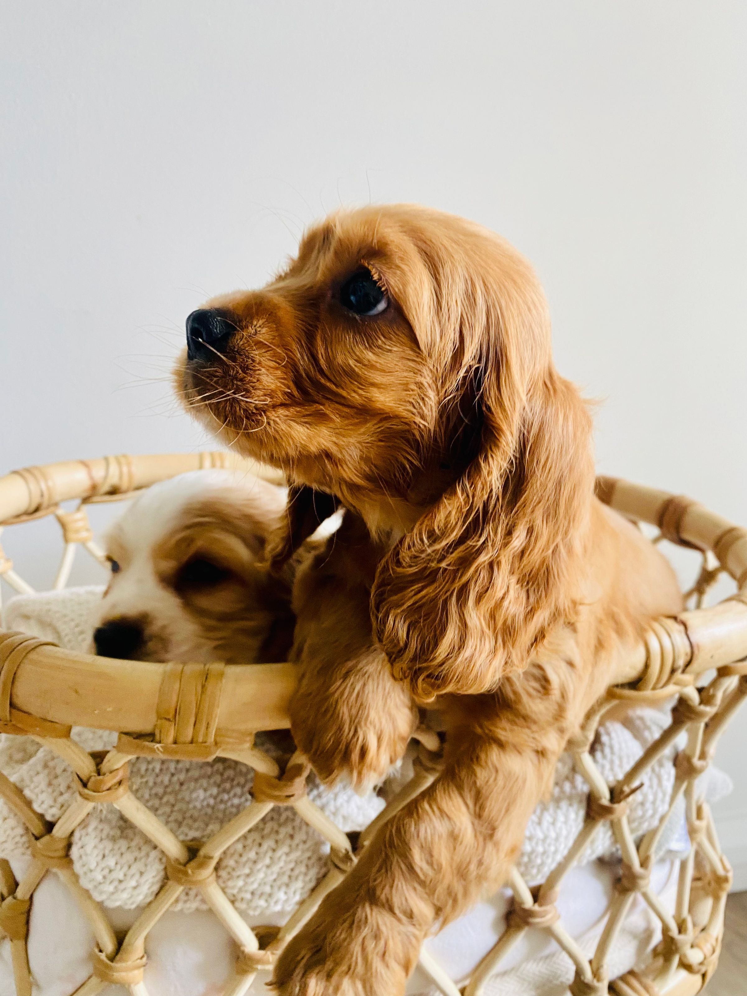 Ellejaypuppies Cocker Spaniels, responsible breeder in New South Wales ...
