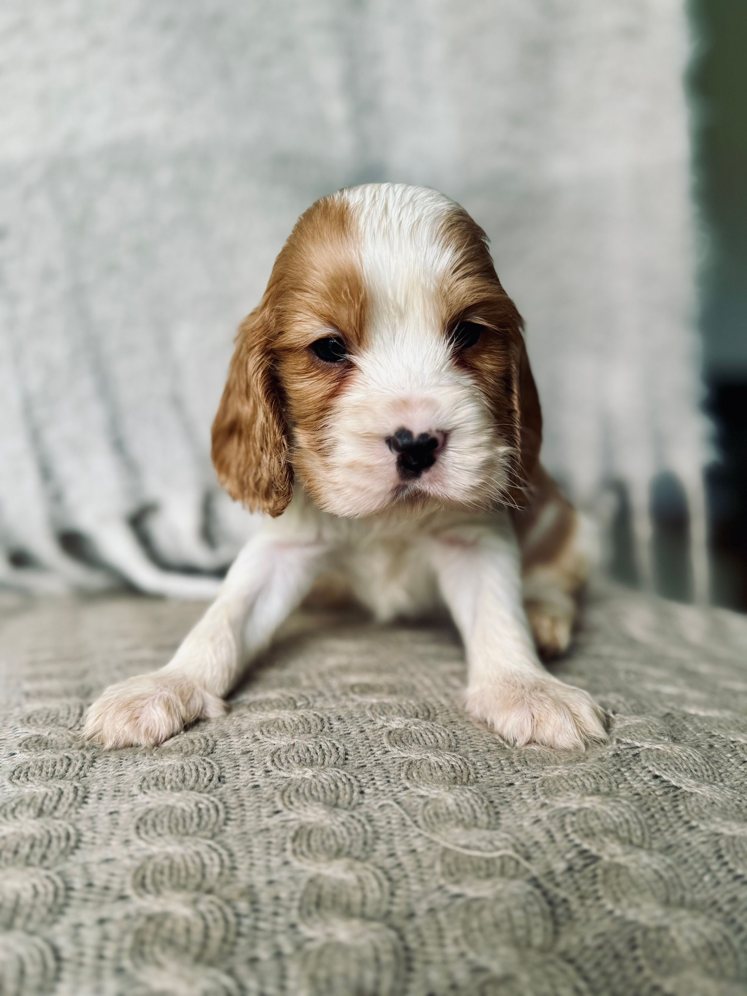 Ellejaypuppies Cocker Spaniels, responsible breeder in New South Wales ...